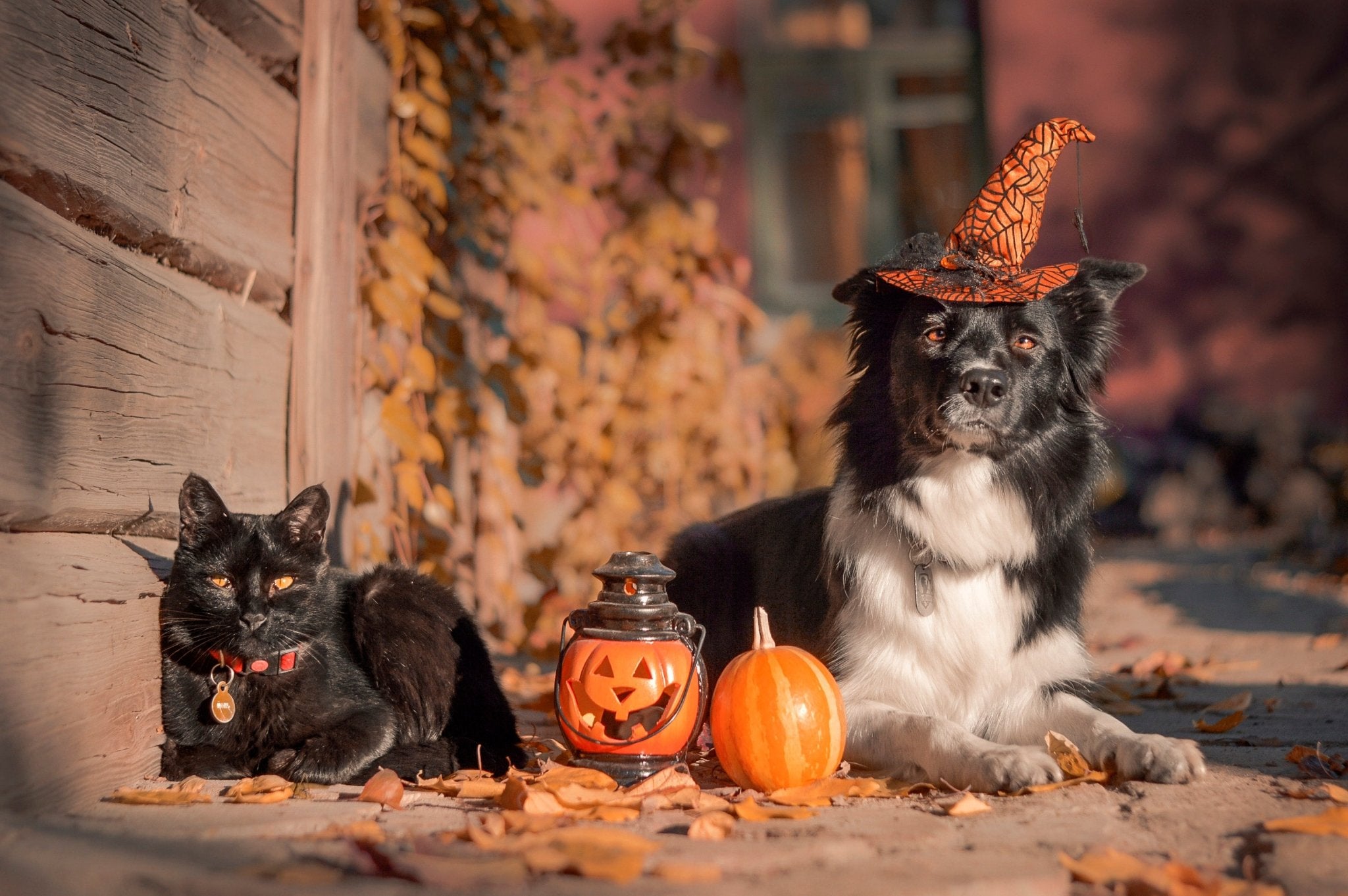 Trick or Treat: Unmasking the Truth About Common Pet Products – Pets ...